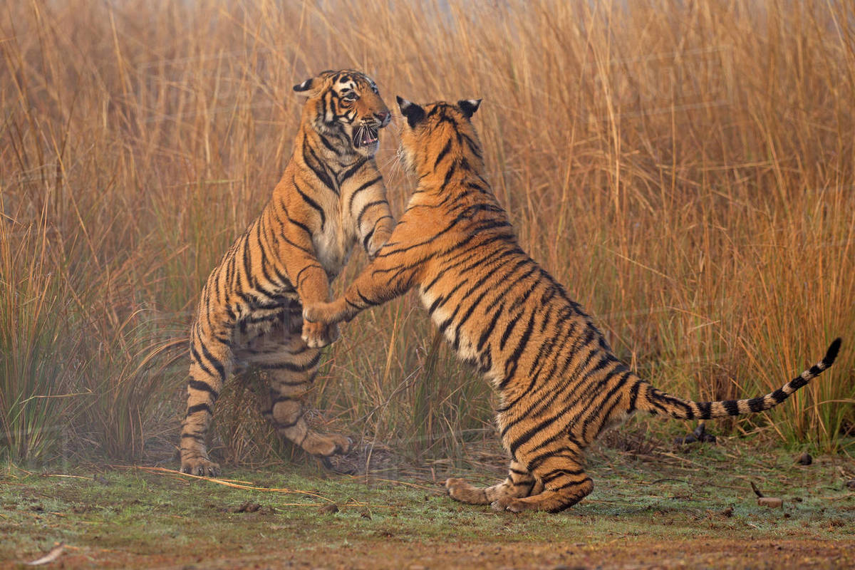 Bengal tiger (Panthera tigris tigris) 11 month old cubs play fighting ...