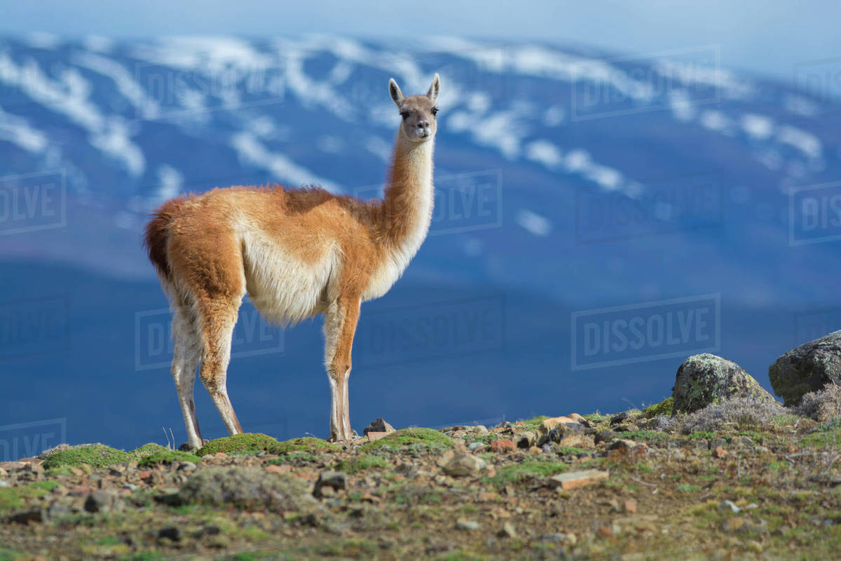 Guanaco (Lama guanicoe) standing in front of mountain landscape, Torres ...