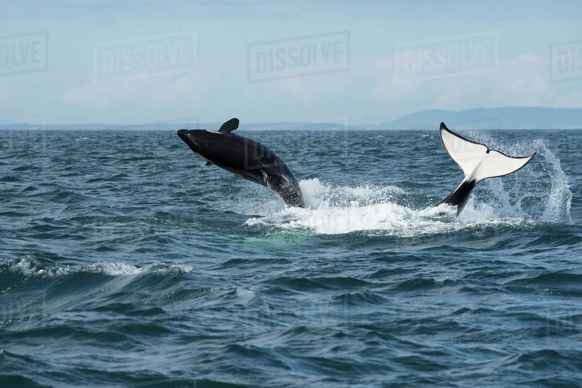 Killer whale / orca (Orcinus orca) southern resident juvenile breaches ...