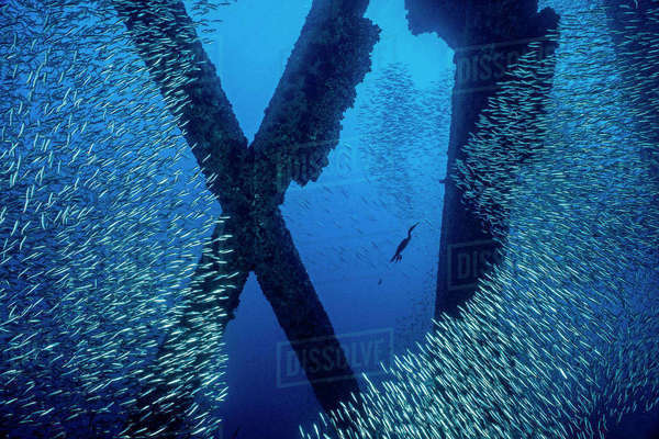 Lava flow from Kilauea Volcano flowing into the Pacific Ocean, Kalapana ...