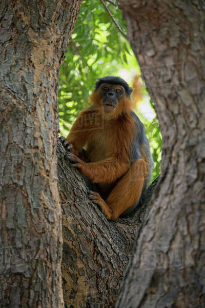 Western red colobus (Procolobus badius) in a tree. Gambia, Africa. May ...