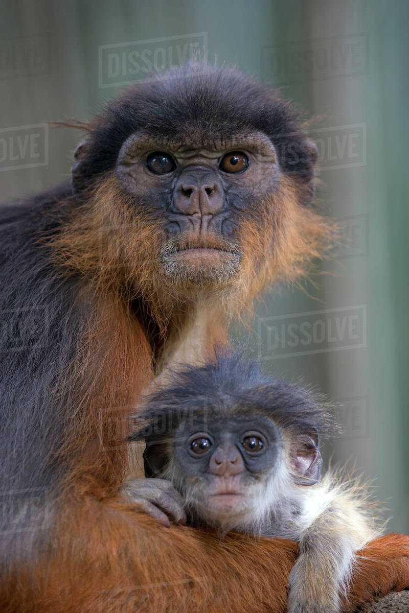 Western red colobus (Procolobus badius) female with small youngster ...