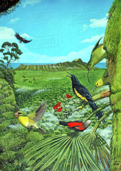 View of Diamond Crater, Oahu, around 1000 years ago. King Kong finch ...