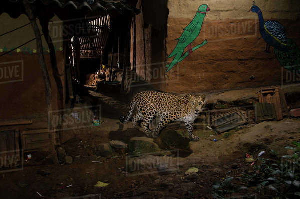 Leopard (Panthera pardus fusca) walking in alley between houses. Aarey ...