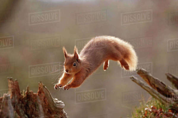 Red Squirrel (sciurus vulgaris) leaping between tree stumps, backlit in ...