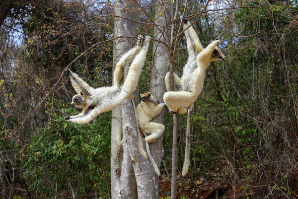 Golden-crowned Sifakas or Tattersall's Sifakas (Propithecus tattersalli ...
