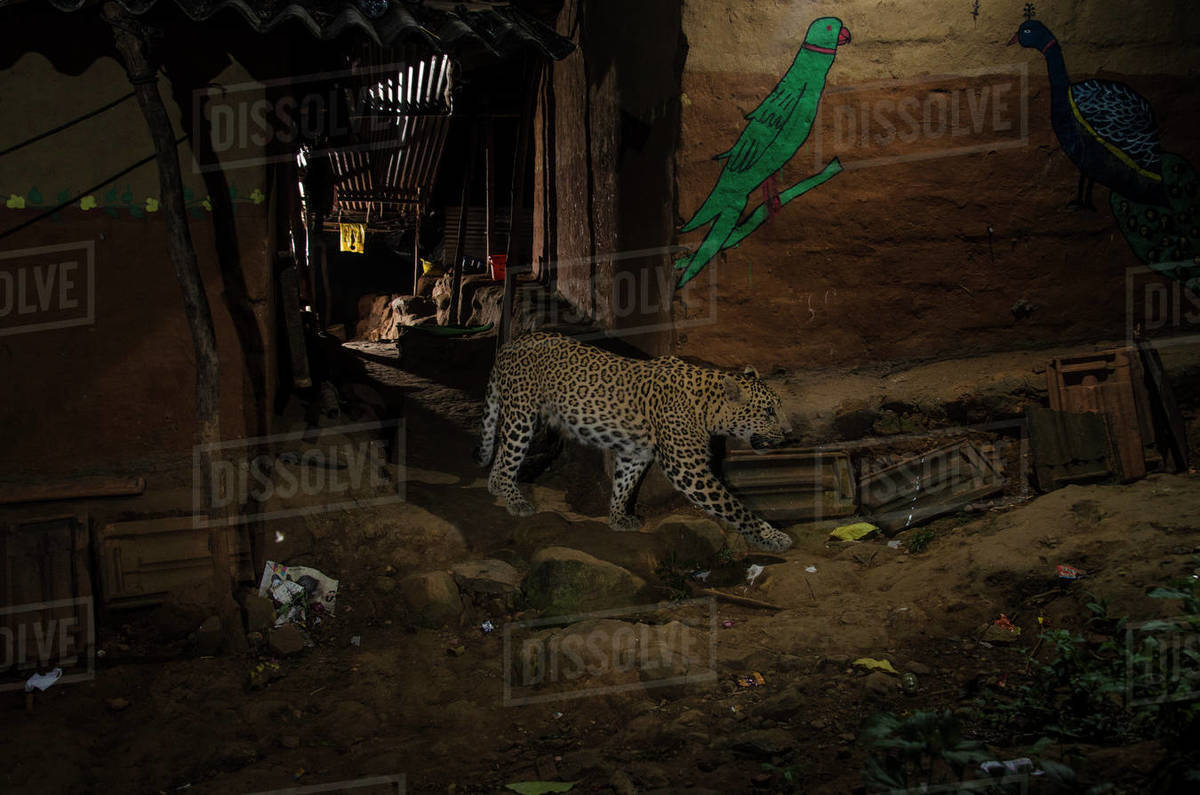Leopard (Panthera pardus fusca) walking in alley between houses. Aarey ...