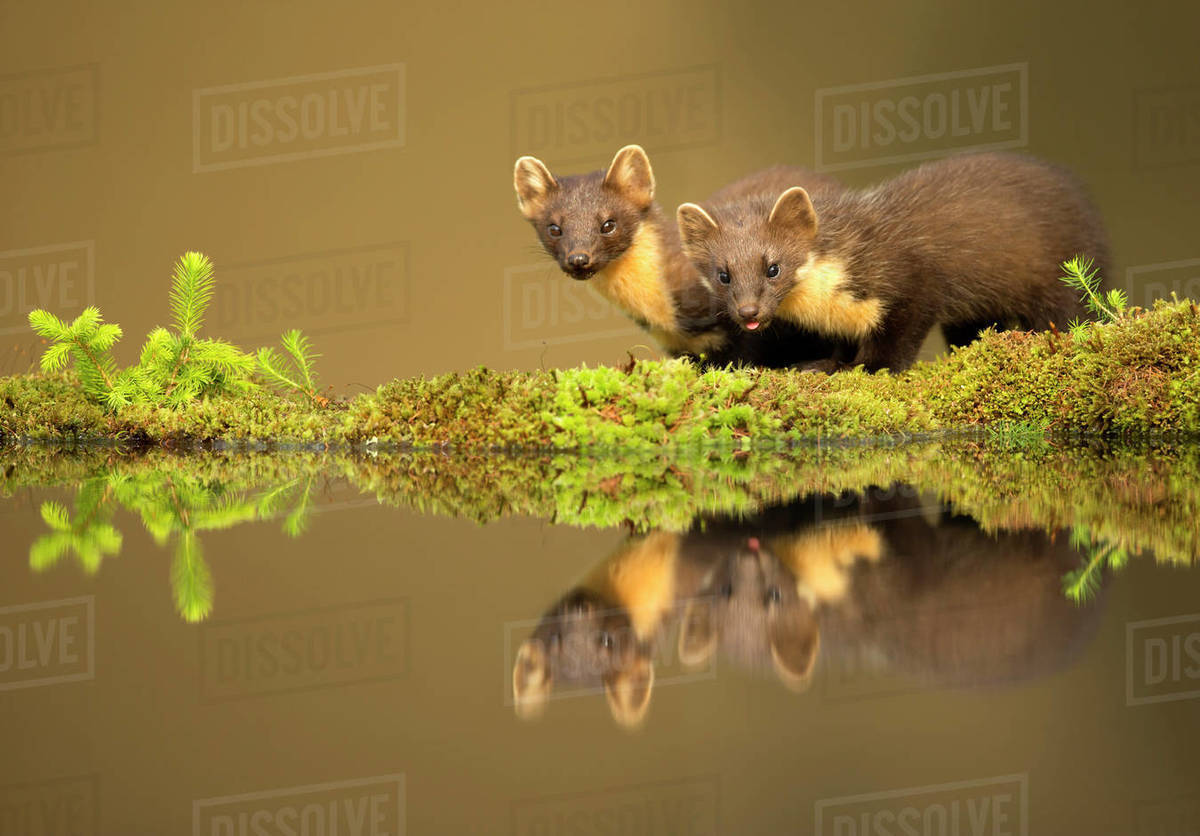 Pine marten (Martes martes) reflected in water, Ardnamurchan Peninsula ...