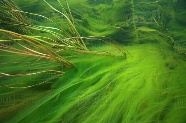 Piccaninnie Ponds Creek (or Ellards Creek) flowing out of the spring ...