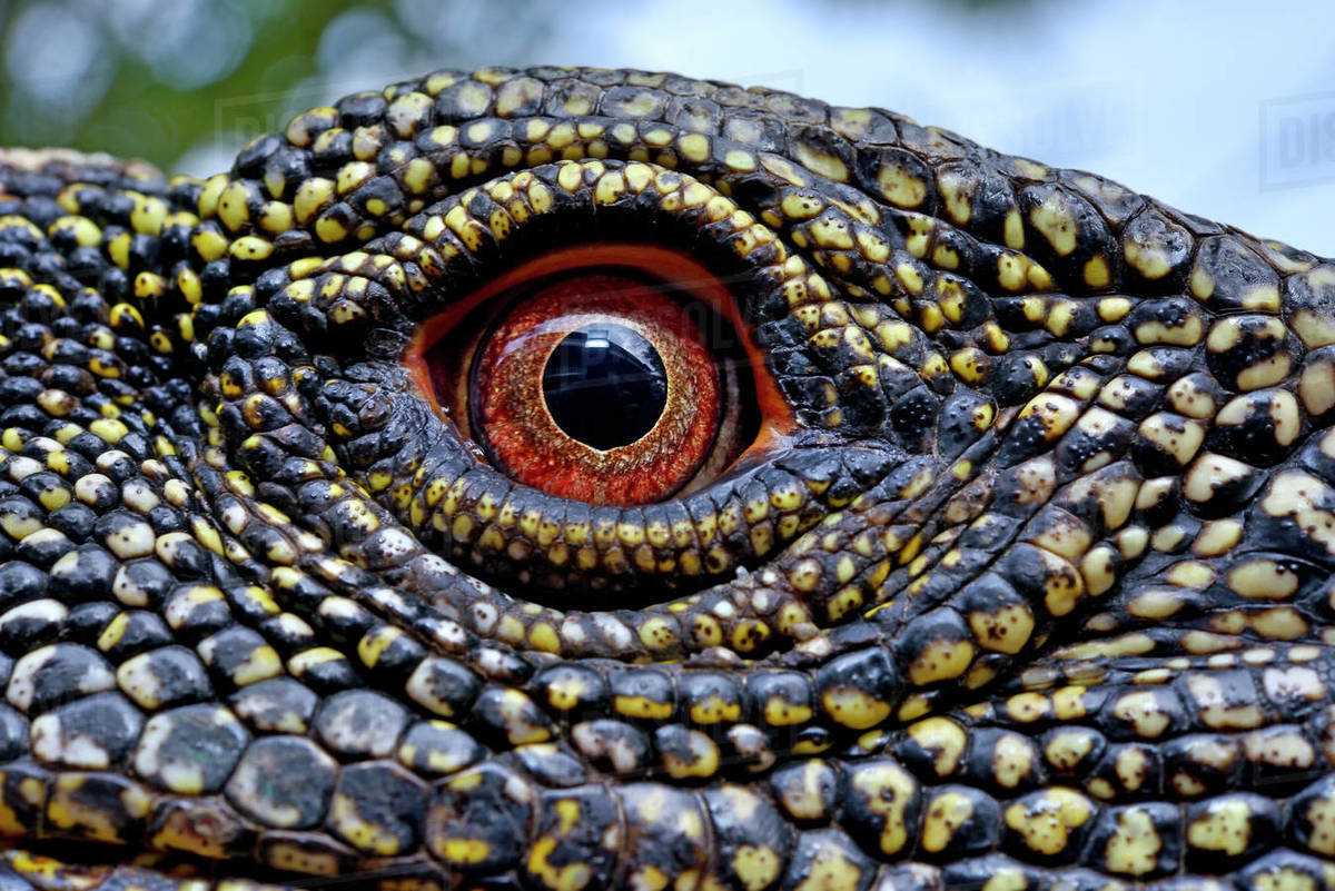 Crocodile monitor (Varanus salvadorii) close up eye, captive, occurs in ...