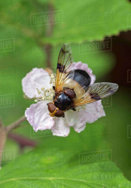 Great pied hoverfly (Volucella pellucens) feeding from bramble flower ...