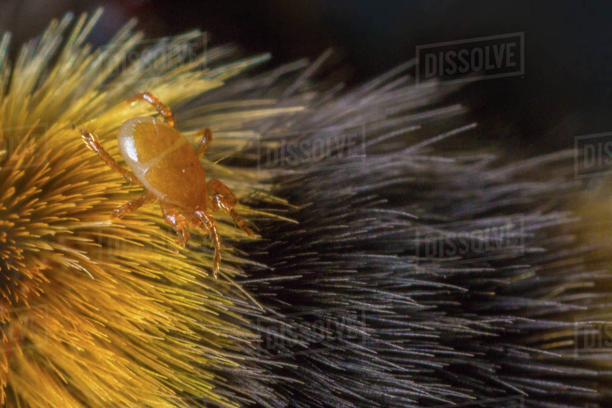 Bumblebee mite (Parasitus fucorum) in fur of Buff-tailed bumblebee ...