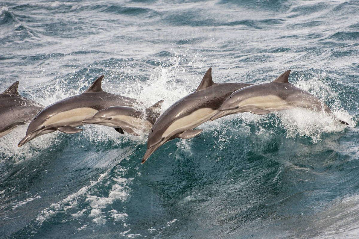 Long beaked common dolphin (Delphinus capensis) pod porpoising Baja ...