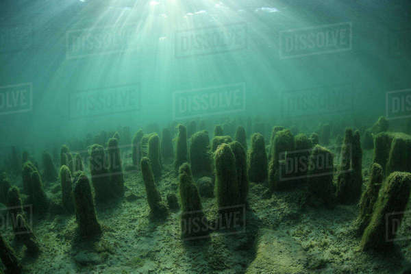 Remains of prehistoric pile dwellings / stilt houses in Lake Annecy ...