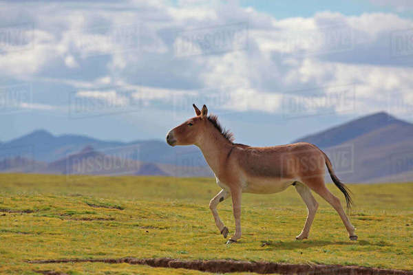 Kiang (Equus kiang) walking, Sanjiangyuan National Nature Reserve ...