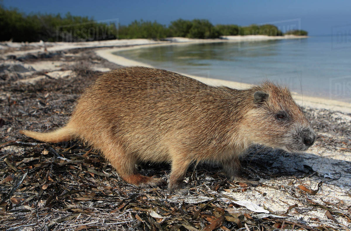 Desmarest's hutia (Capromys pilorides) on beach, Jardines de la Reina ...
