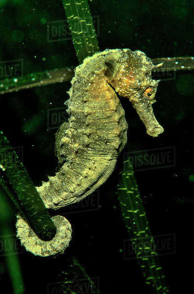 Long-snouted seahorse (Hippocampus guttulatus) with prehensile tail ...