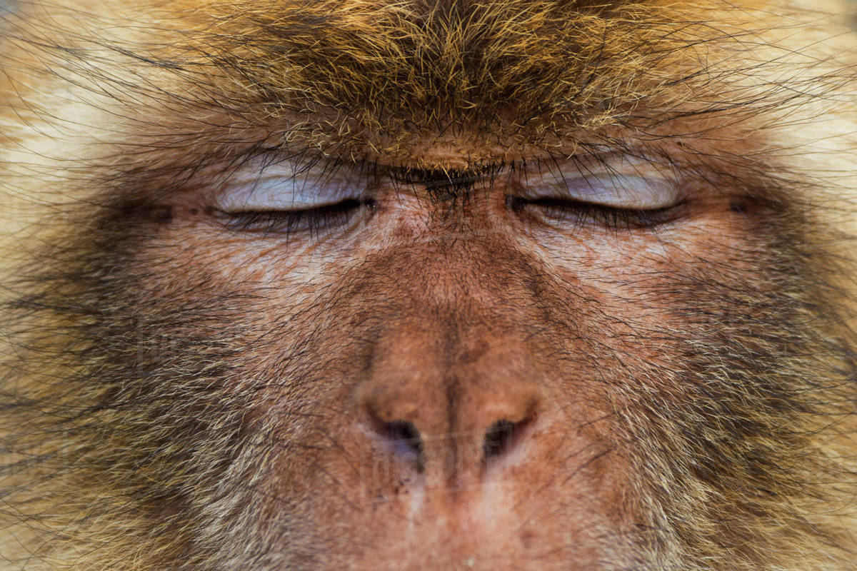 Barbary macaque (Macaca sylvanus) close up portrait, Gibraltar Nature ...