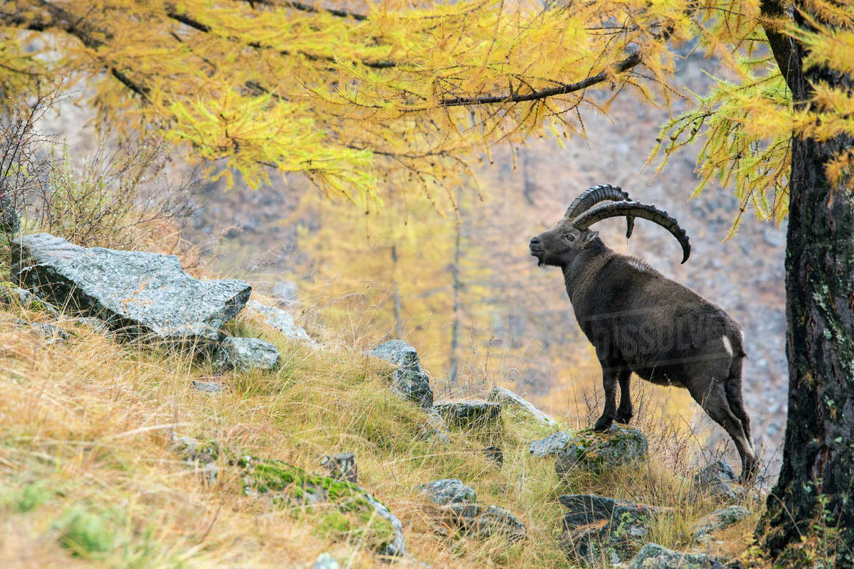 Alpine ibex (Capra ibex) on a mountain side in autumn with European ...