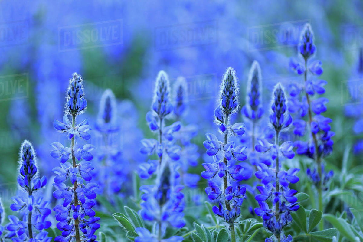 Blue lupin (Lupinus angustifolius) Sierra de Grazalema Natural Park ...
