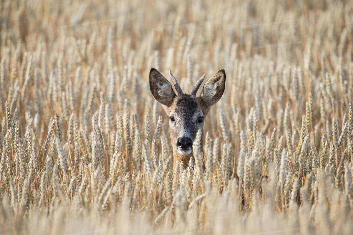 European roe deer (Capreolus capreolus), male, in wheat field ...