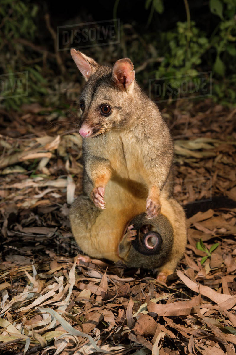 Common brushtail possum (Trichosurus vulpecula) with joey. Magnetic ...