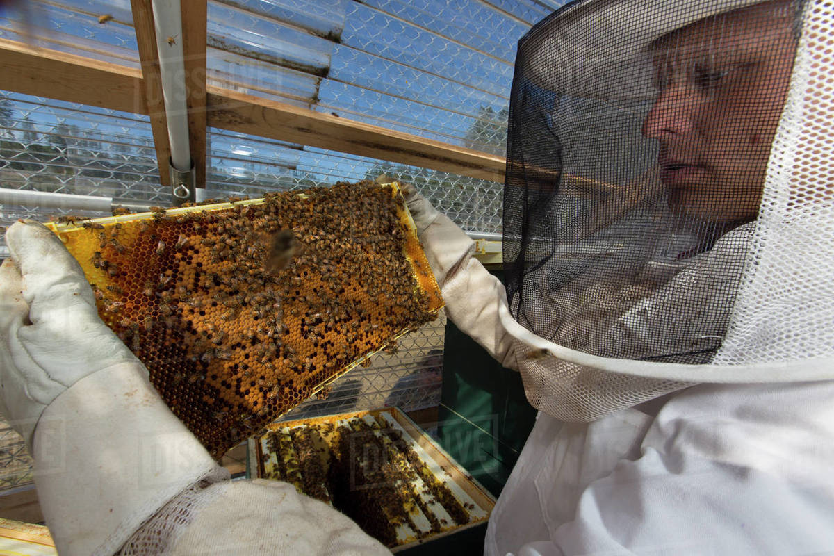 Inmate beekeeper with honeycomb of Honey Bee (Apis mellifera). Inmates ...