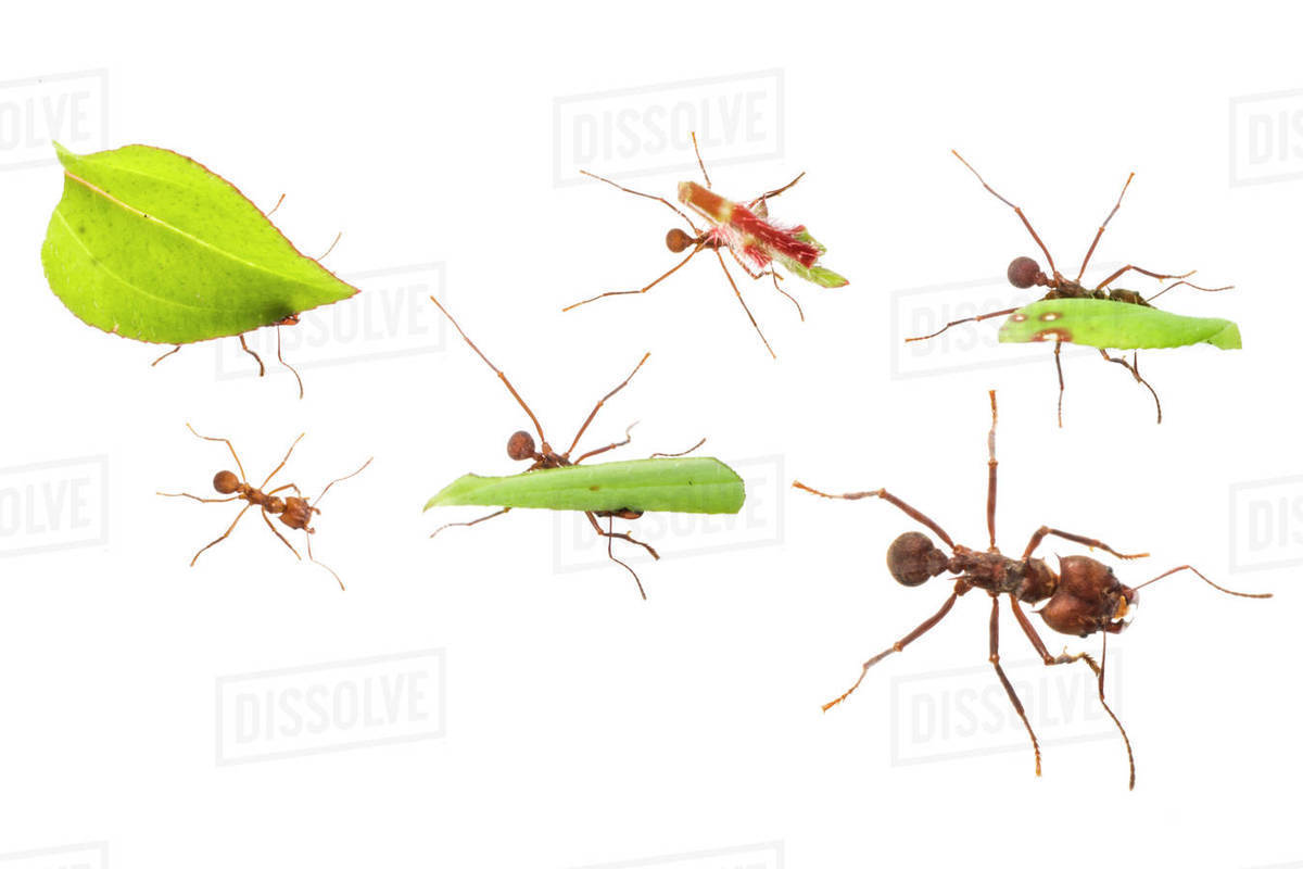 Leaf-cutter ants (Atta cephalotes) carrying pieces of leaf that they ...