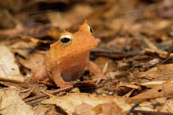 Solomon Islands leaf frog / Eyelash frog or Guenther's triangle frog ...