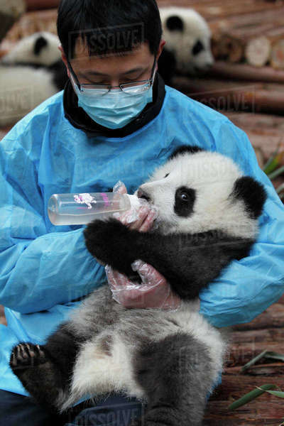 Giant panda (Ailuropoda melanoleuca) keeper feeding young panda hot ...