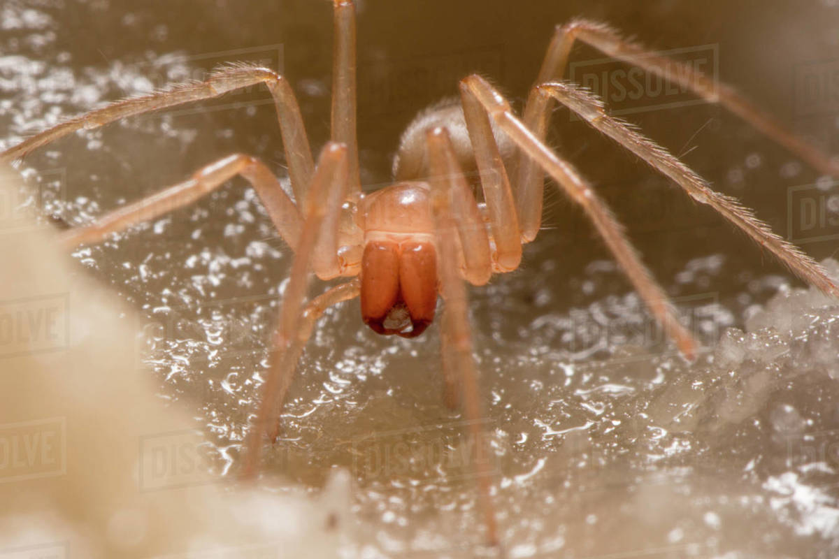 Cave spider probably (Mesostalita nocturna). This species is a true ...