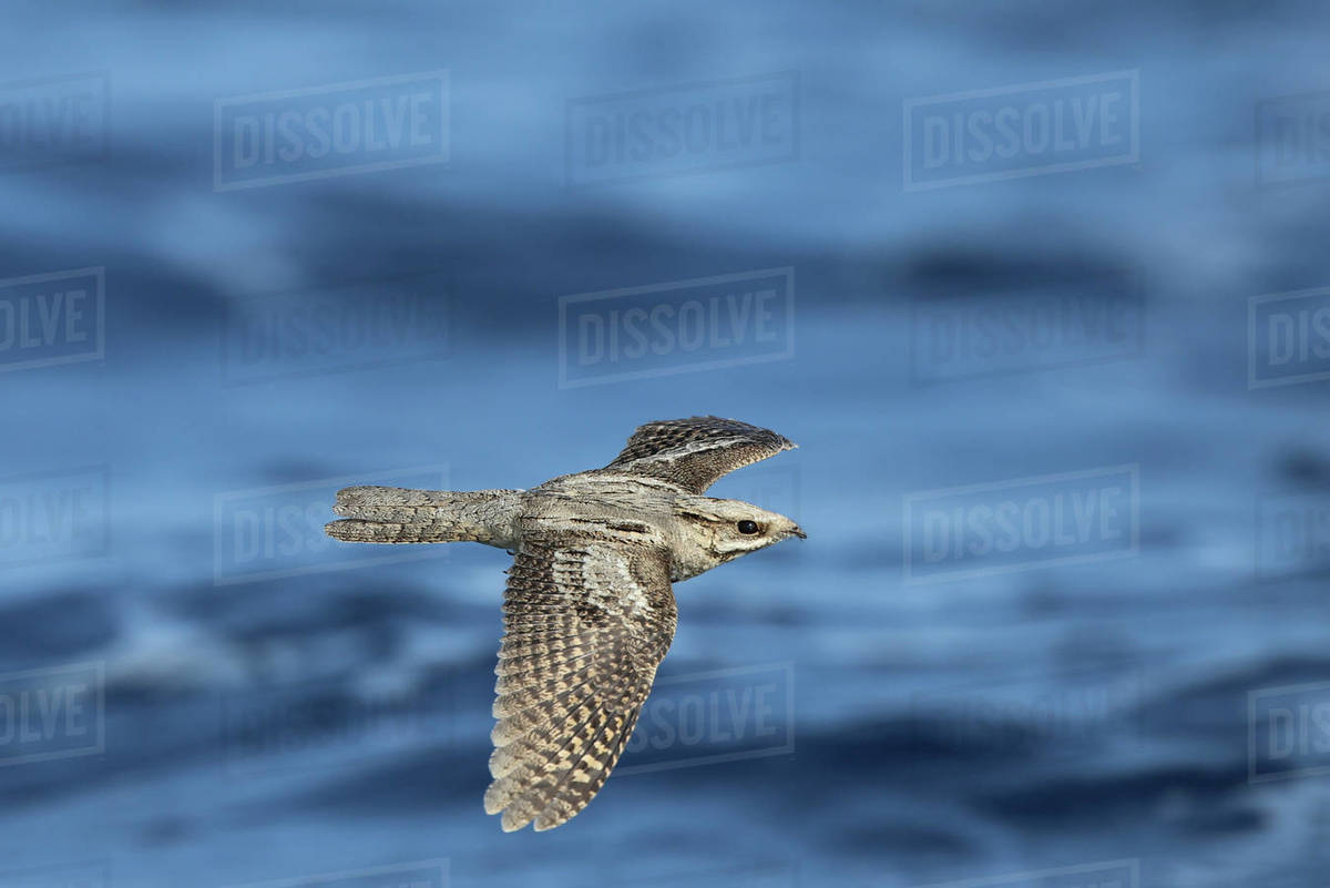 European nightjar (Caprimulgus europaeus) in flight over the sea, Oman ...
