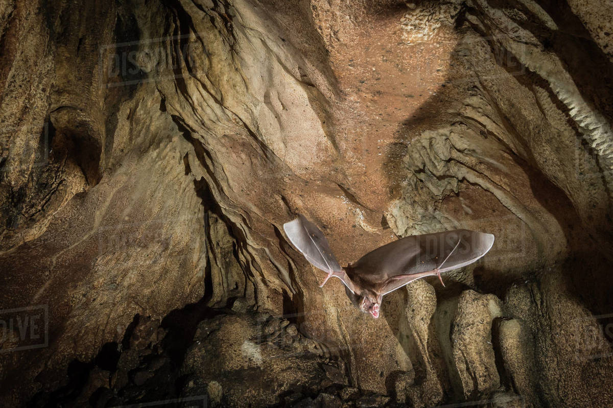 Common vampire bat (Desmodus rotundus) exiting cave, Costa Rica, March ...