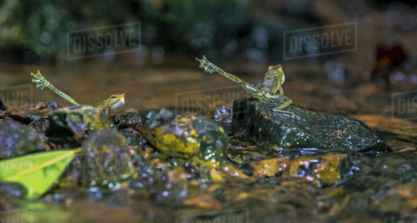Kottigehara dancing frog (Micrixalus kottigeharensis ), 'dancing frog ...