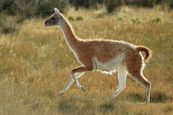 Guanaco (Lama guanicoe) running, Torres del Paine. Patagonia, Puerto ...