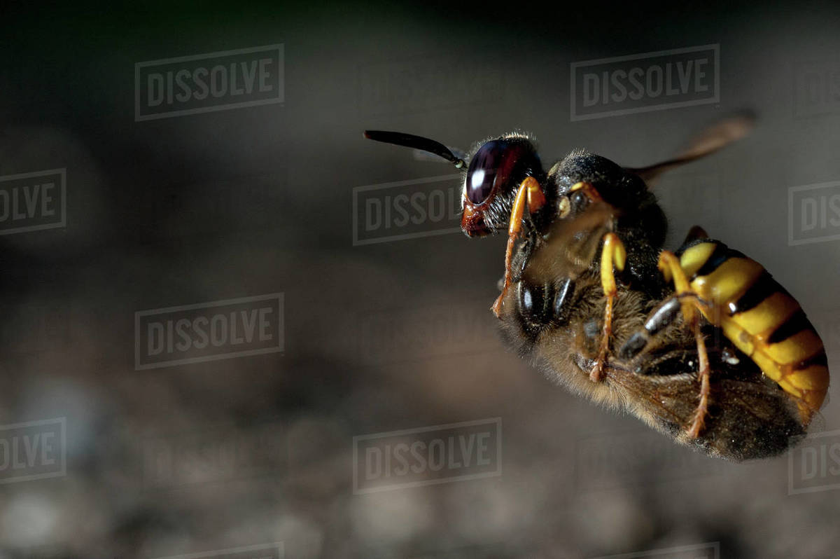 European beewolf (Philanthus triangulum) in flight with bee prey ...