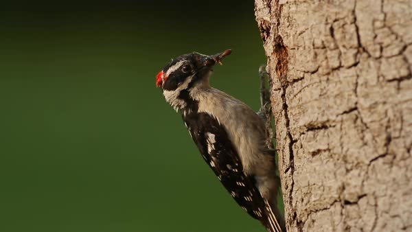 Male Downy woodpecker feeding chick in nest - Stock Video Footage ...