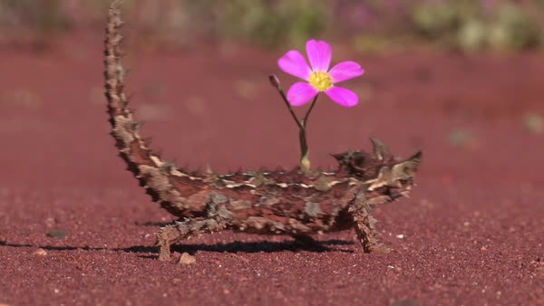 Thorny devil (Moloch horridus)walking around flowering Parakeelya ...