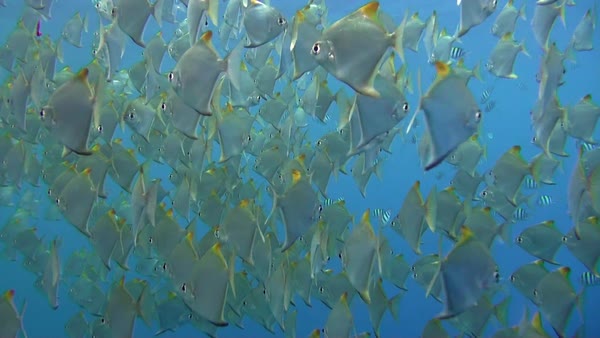 Trackingshot of a mixed school of Silver moony fish (Monodactylus ...