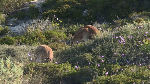 Red kangaroo (Macropus rufus) grazing in shrub covered sand dunes ...