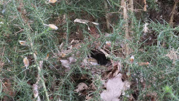 Chiffchaff (Phylloscopus collybita) incubating in chicks in nest before ...
