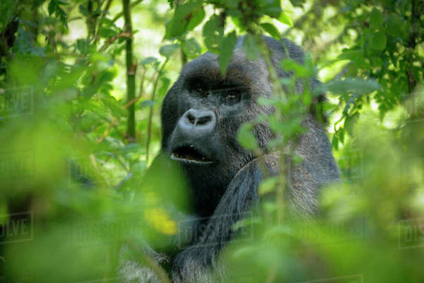 Mountain gorilla (Gorilla berengei), male from Pablo Group in the ...