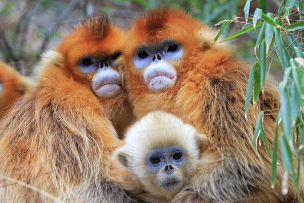 Golden snub-nosed monkey (Rhinopithecus roxellana), two females ...