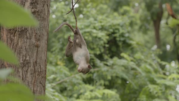 Long-tailed macaque (Macaca fascicularis) hanging upside down on vines ...