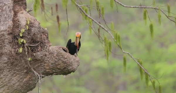 Great hornbill (Buceros bicornis) male feeding a juvenile Monitor ...