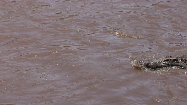 Nile crocodile (Crocodylus niloticus) entering frame, swimming through ...