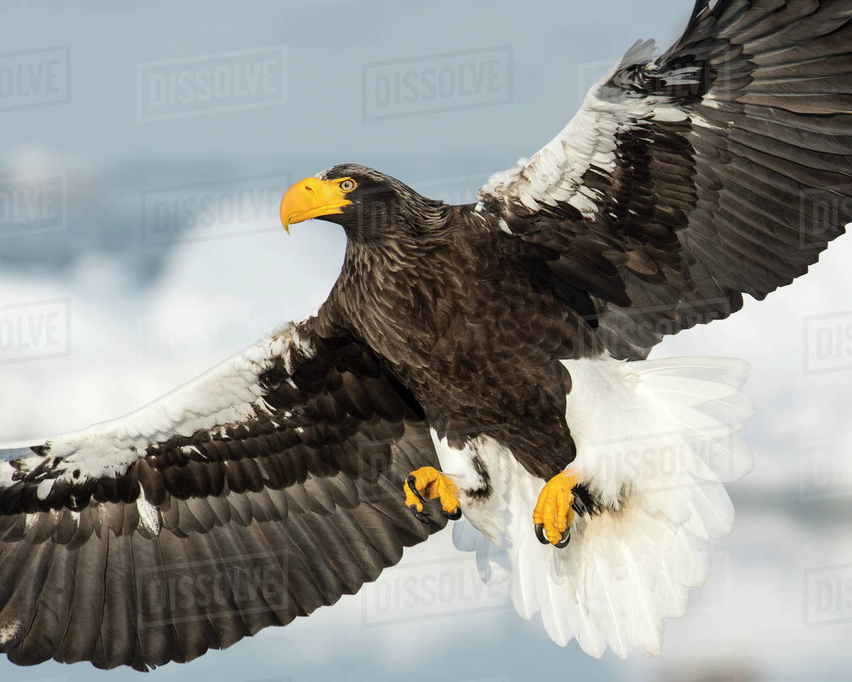Steller's Sea Eagle (Haliaeetus pelagicus) in flight, Hokkaido, Japan ...