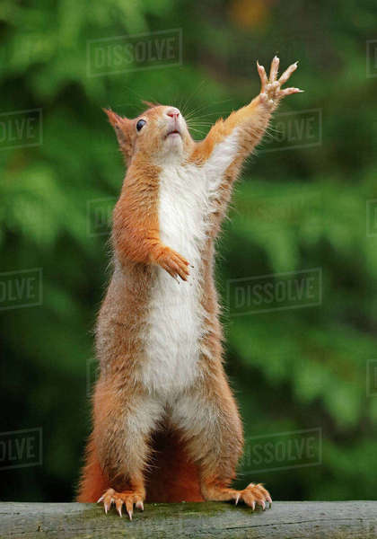 Red squirrel (Sciurus vulgaris) reaching upwards, UK. Captive. - Stock ...