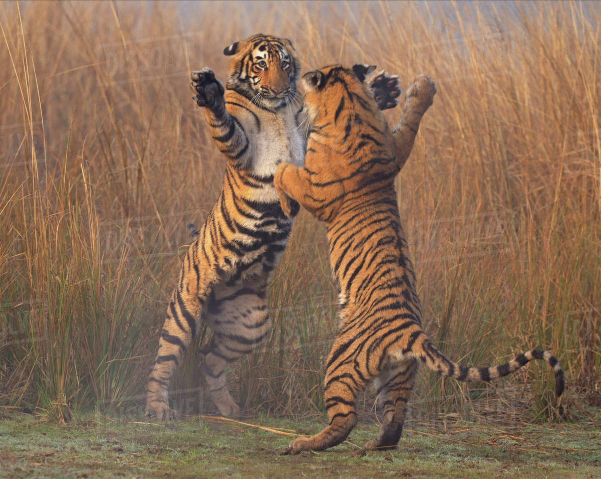 Bengal tiger (Panthera tigris tigris) 11 month cubs play fighting ...