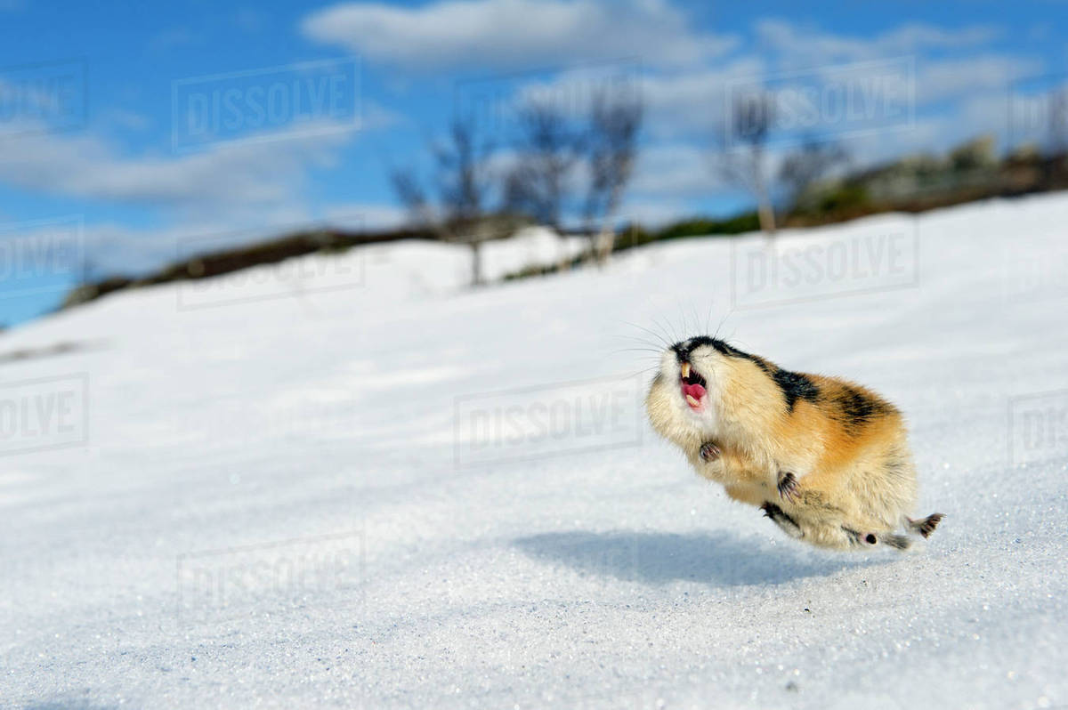Norway lemming (Lemmus lemmus) jumping aggressively, during the lemming ...